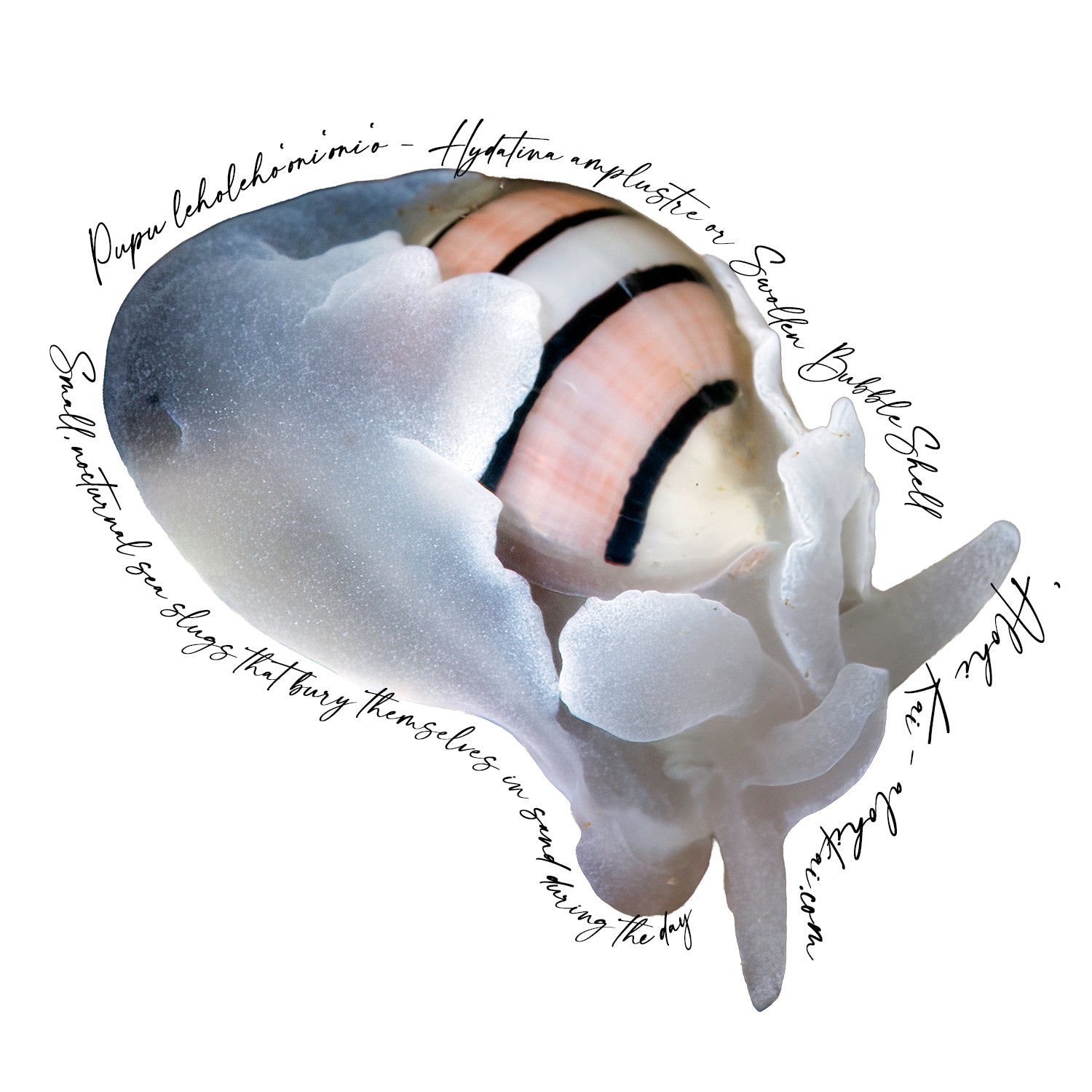 Swollen Bubble Shell - Sea Snail Sticker – 'Alohi Kai Jewelry